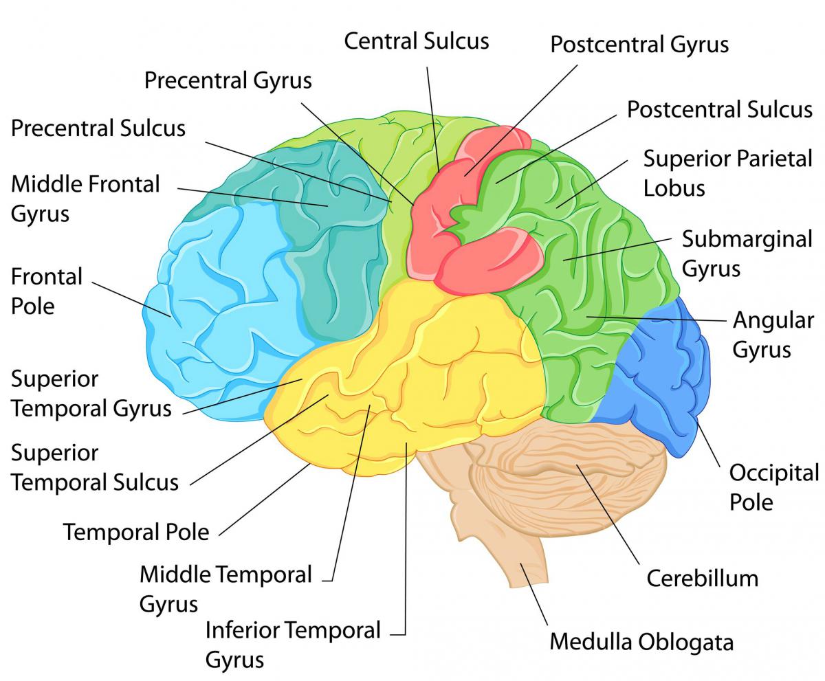 Image Of Brain Anatomy